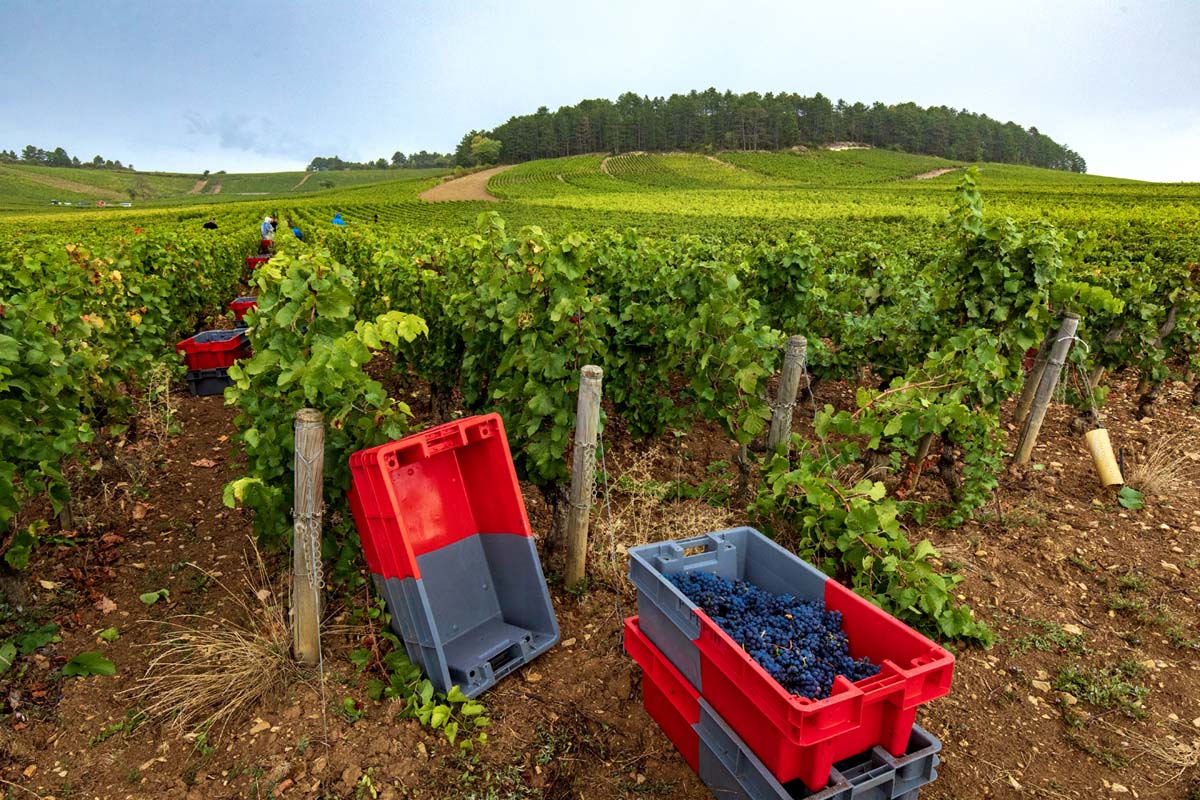 Domaine Hubert Lignier Morey-Saint-Denis